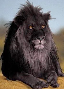 Rare black lion ~ Photos Hub