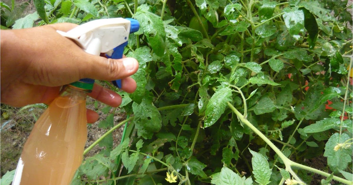 Características y ventajas de un biohuerto