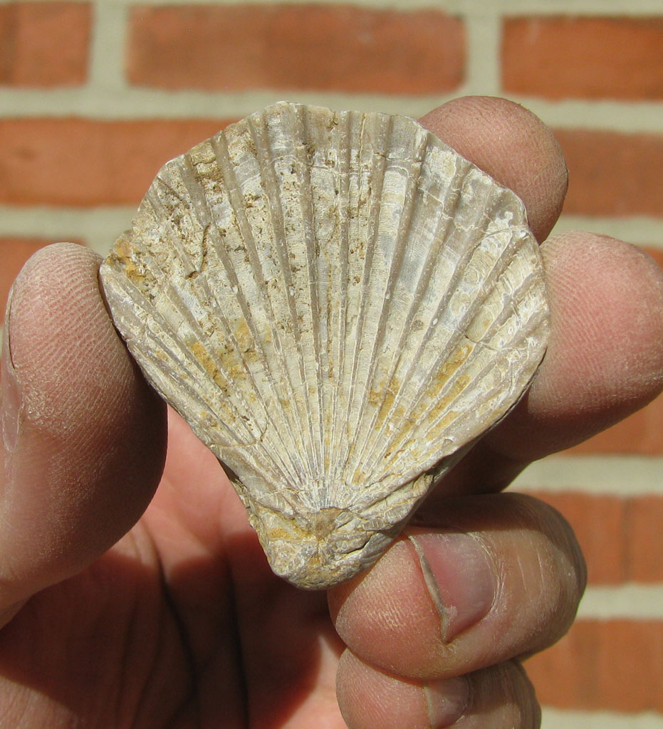 Views of the Mahantango: Neithea texanus pelecypod from the Duck Creek ...