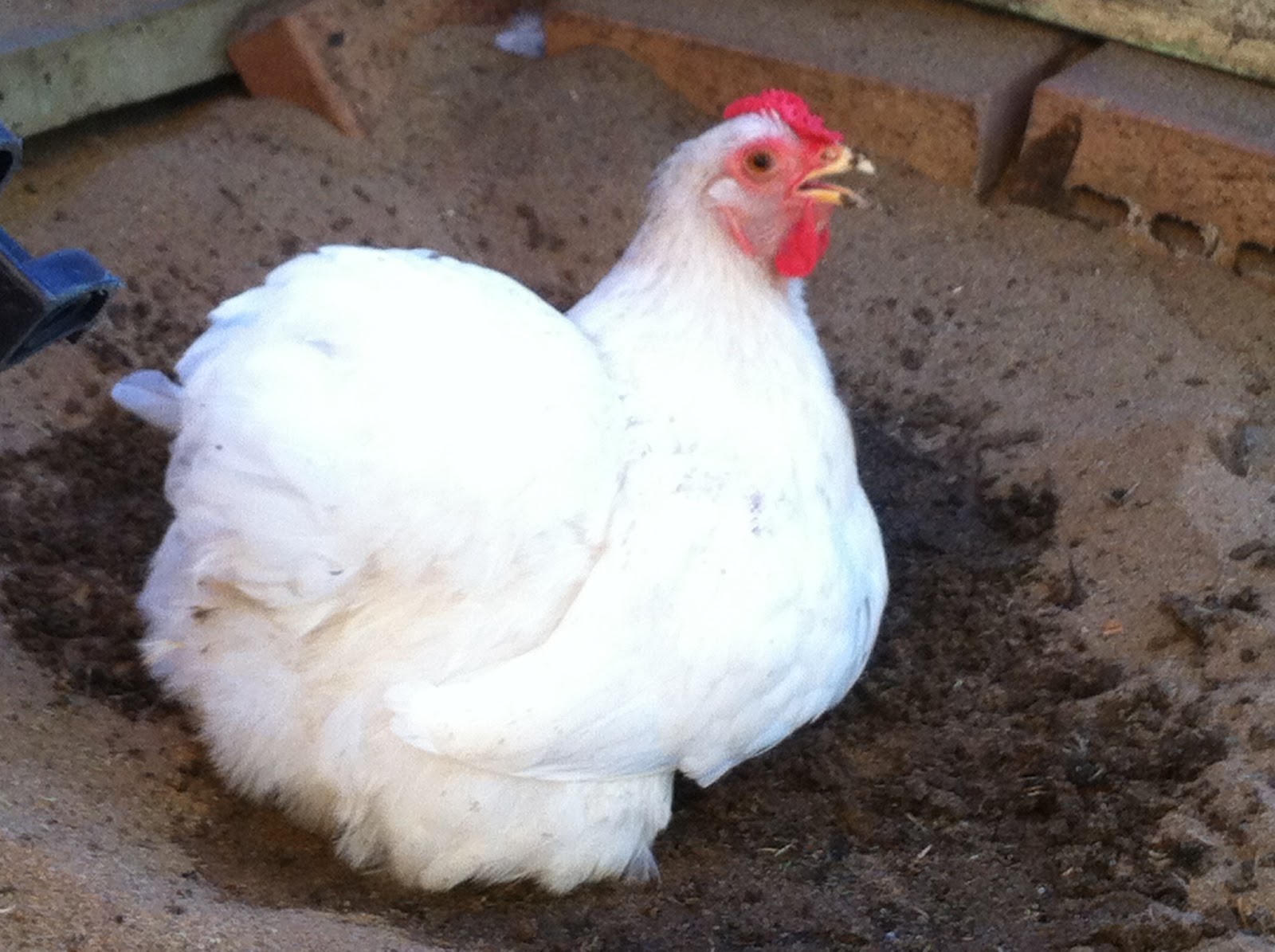 Suburbhen - A Hen in the City: ILT in Chickens