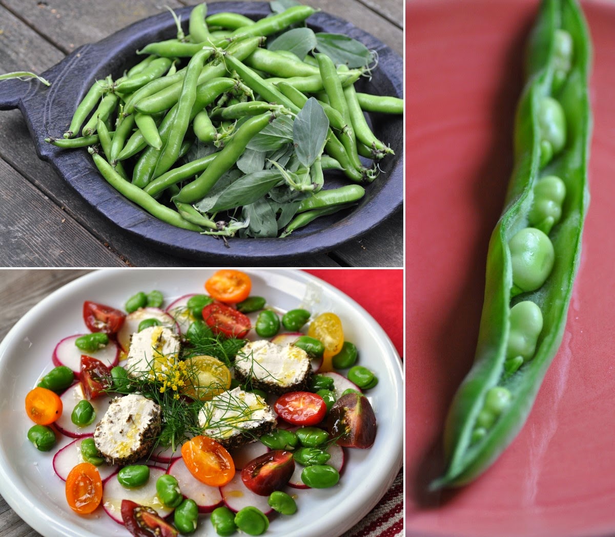 Saubohnen (Broad beans, Ackerbohnen, Fava-Bohnen), die 3. - Kubiena ...