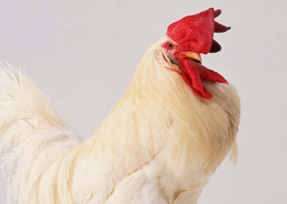 21 Gambar Ayam Stock Photo High Resolution