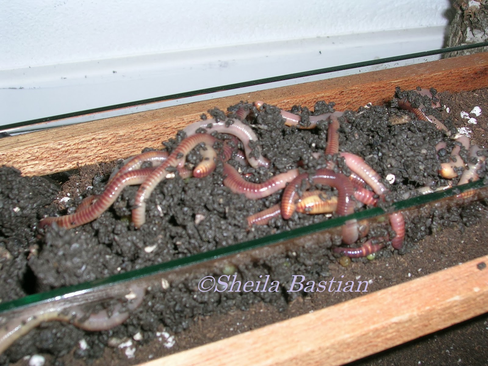 Science Magazine: SCIENCE FAIR PROJECT - WORMS - By Victor Iglesias