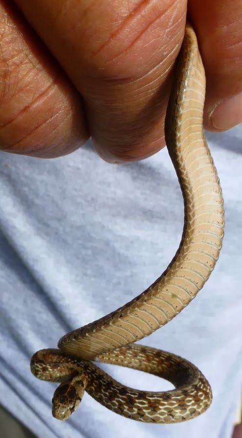The Art and Science of Phil the Forecaster: Baby Eastern Rat Snake