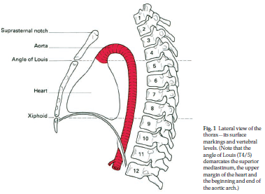 Understanding the Clinical Guide to Anatomy: Thoracic Cage-The Ribs