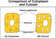 Biology: Plant Cell Structure