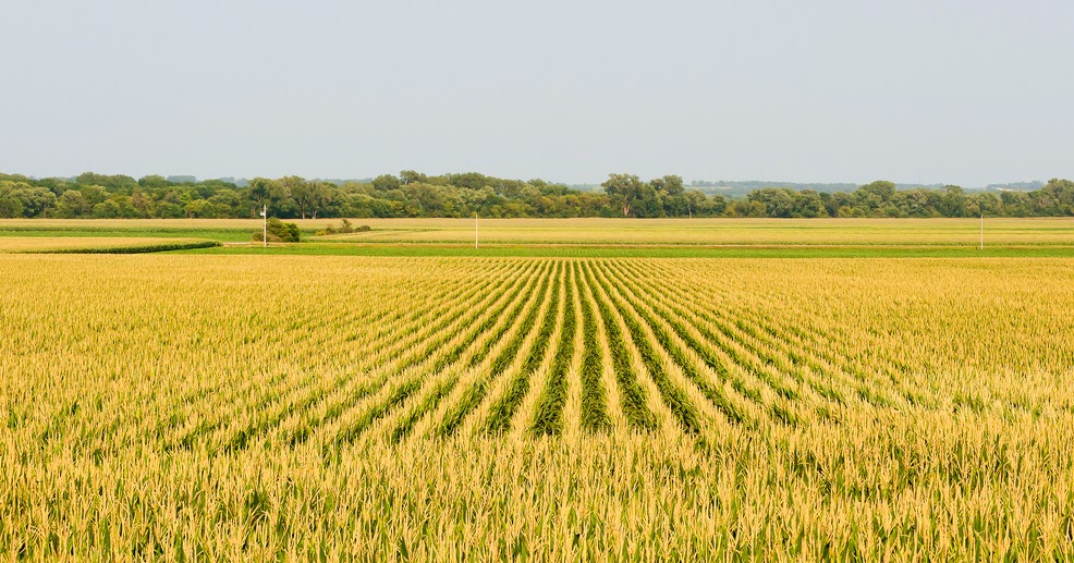 Colonial Quills: Corn: An Essential Colonial Food