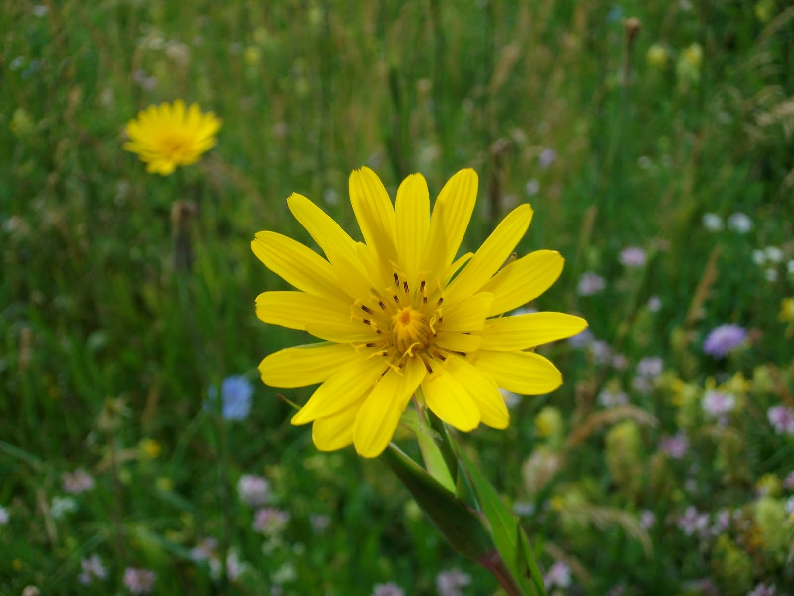HRANA VIE: Cea mai dulce planta din flora spontana - Barba caprei