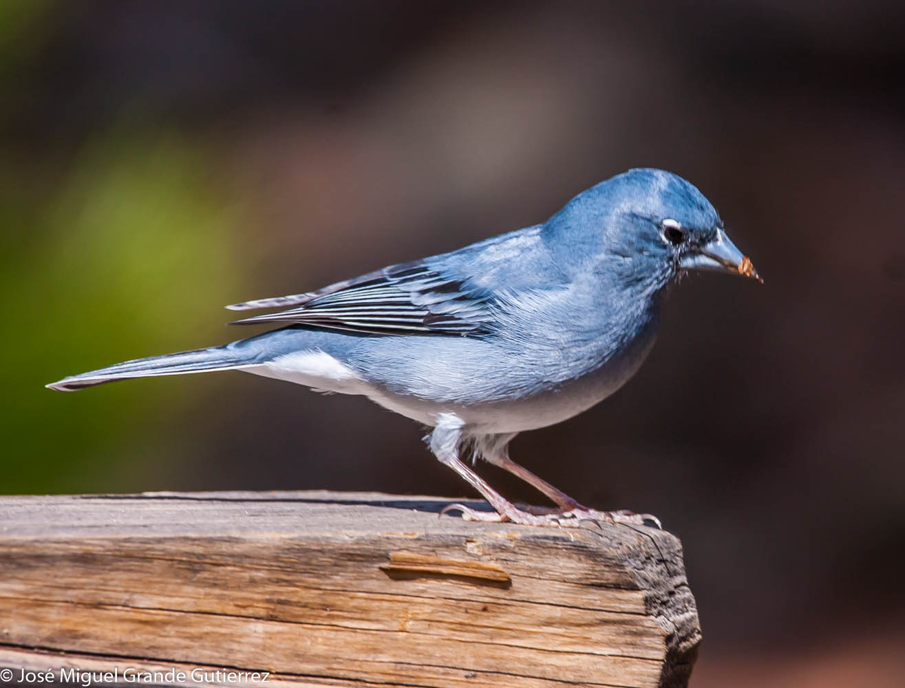 AVECEDARIO2016-UN MUNDO MARAVILLOSO: Pinzón Azul del Teide- Fringilla ...