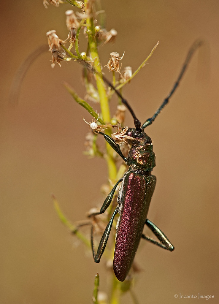 Incanto Images Fotografie: oktober 2012