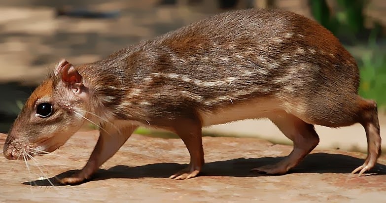 AcademicEspeciesNoTradicionales: Guartinaja ( Agouti paca) - Imágenes