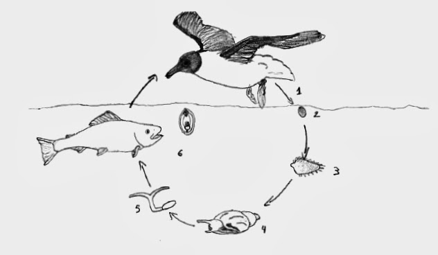 Alexandre Budria: In these spiny stuffs...