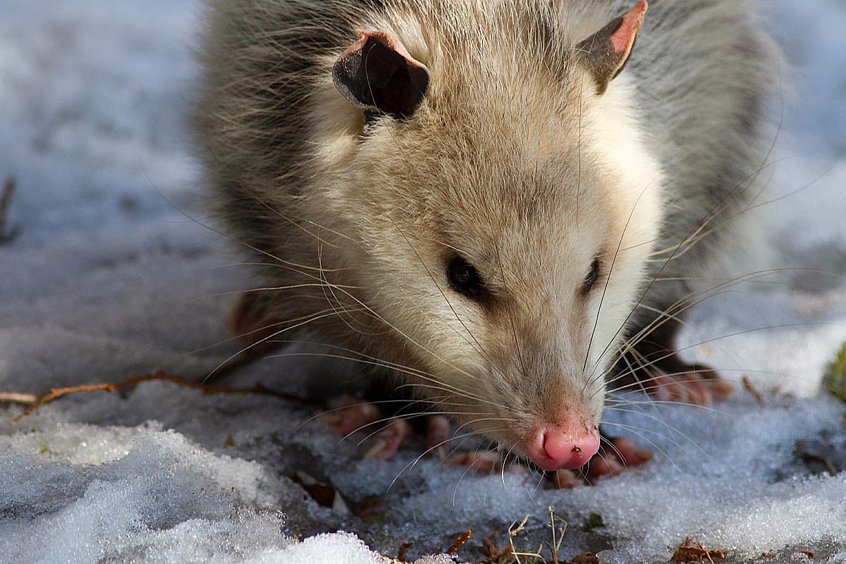 Ann Brokelman Photography: Opossum - back in the land of the cold ...