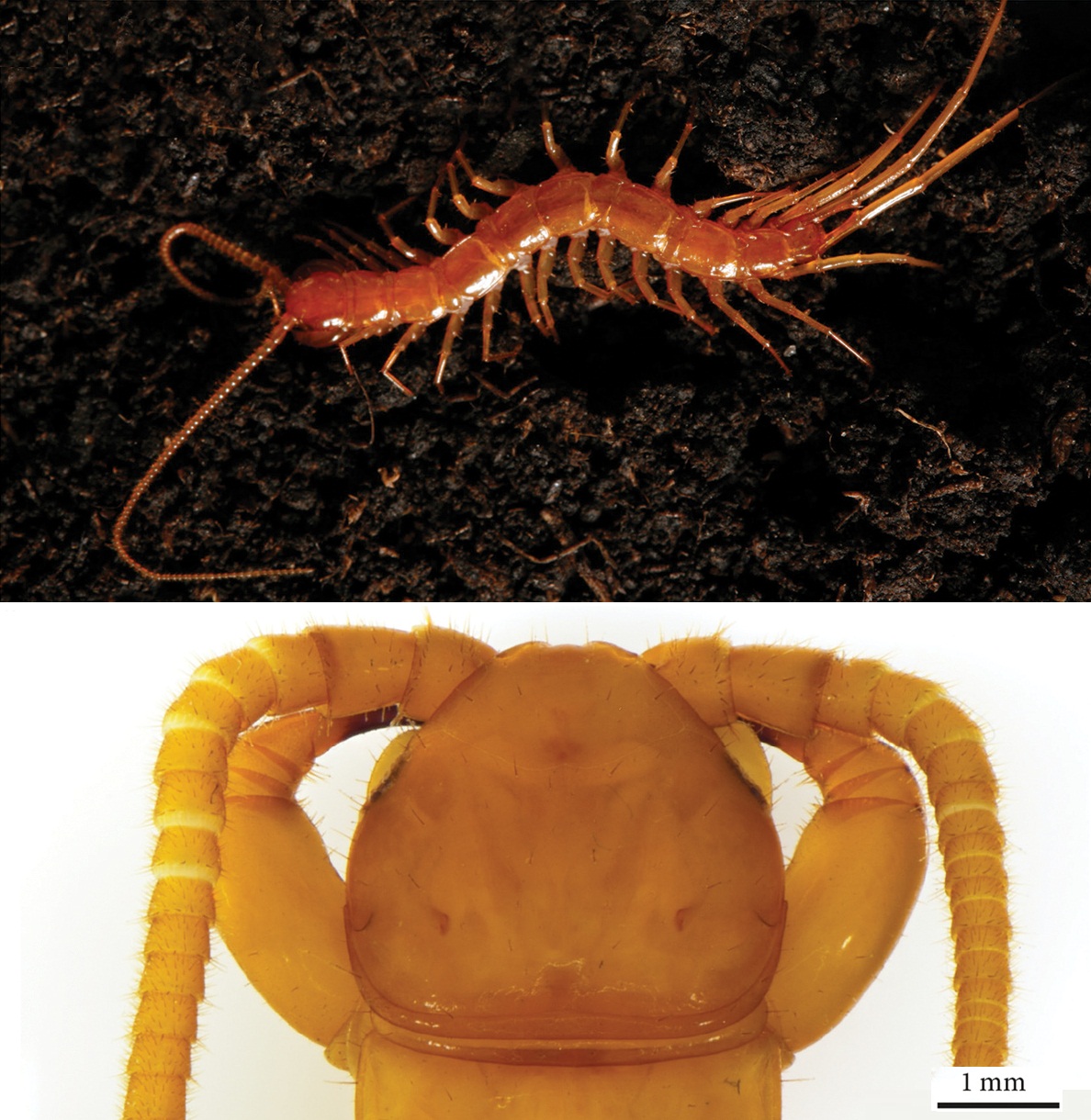 Species New to Science: [Invertebrate • 2017] Eupolybothrus liburnicus ...