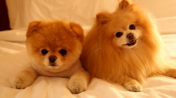 Boo: el perro mas famoso - PORTALEROS