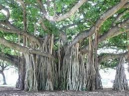 Banyan