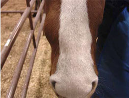 Horse Life and Love: Does Basil have a Tooth Abscess?