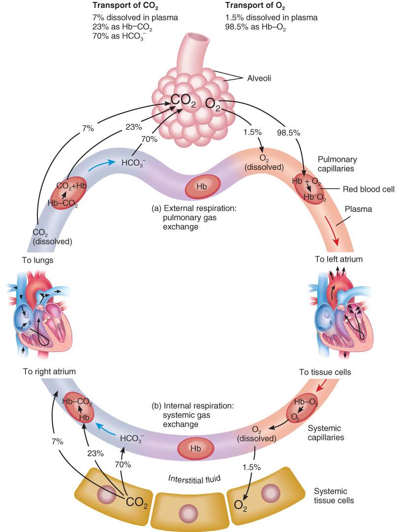 Anato...tuya: Transporte de gases en sangre