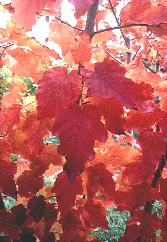 'Hot Wings' Tatarian Maple - a Great Small Tree