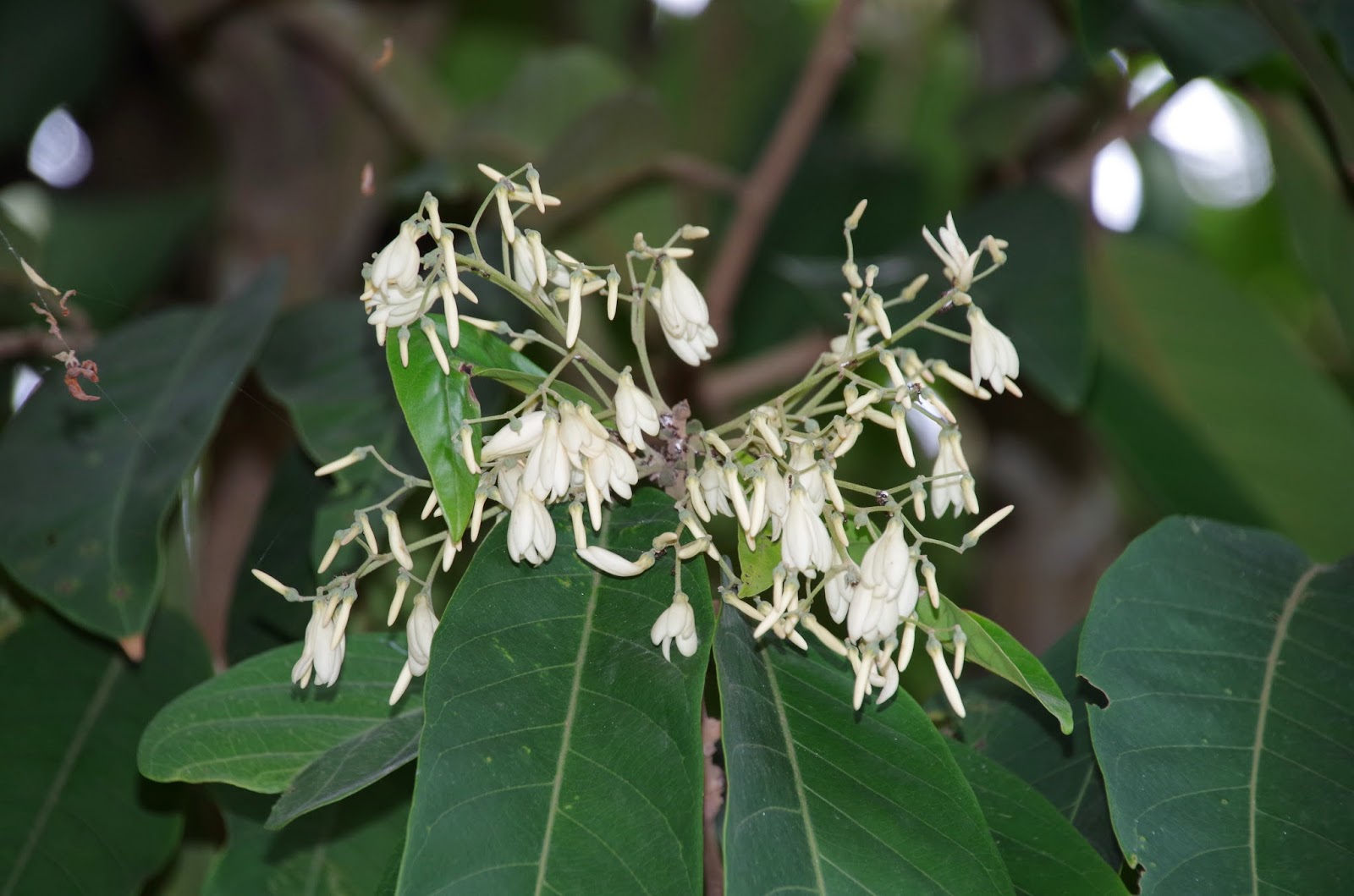 Trees and Plants: Resak Irian (Vatica Rassak)