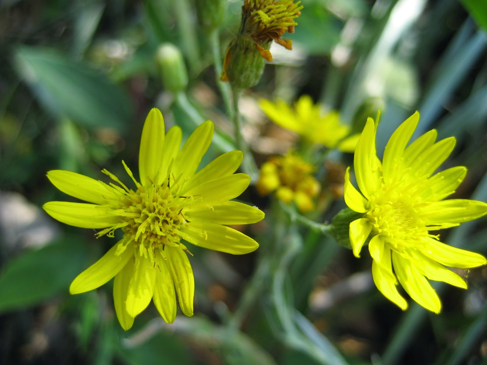 Discovering His Creation: Narrowleaf Silkgrass - Grassleaf Golden Aster ...