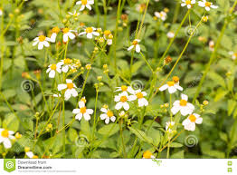 Milidosis es ayuda a los enfermos por lo que puedan dar*: ACEITILLA