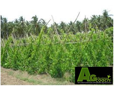 An Expert's guide on making huge profits from yam farming business ...