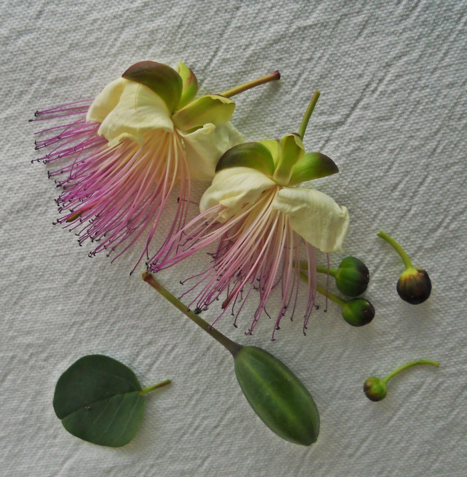 Cheerfulmoon: kapari...