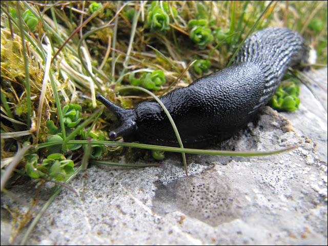 Cedar in Alaska: Mission accepted: Save the banana slug!