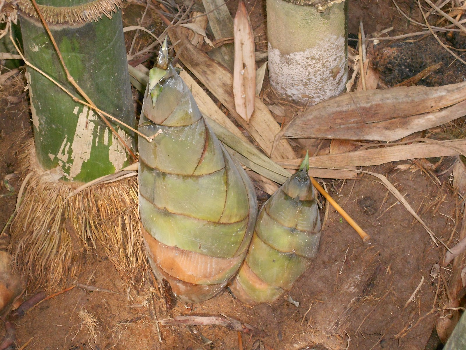 Playing with My Food