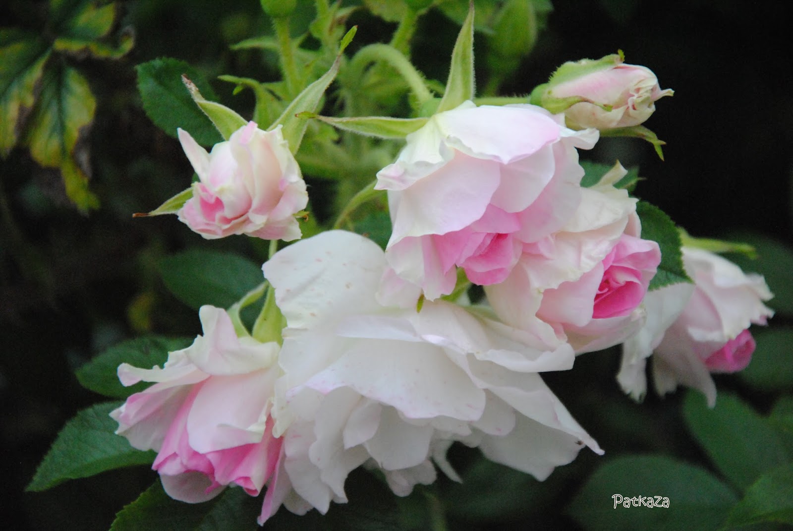 Rosa rugosa ‚Ritausma'