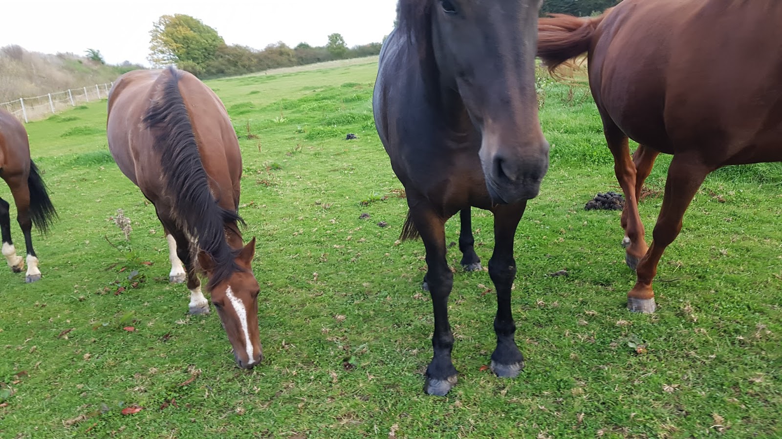 Pampered Ponies - Living the Luxurious Life in Luxembourg