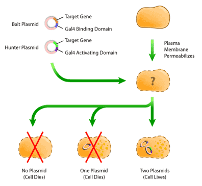 About Mutation: Transfection