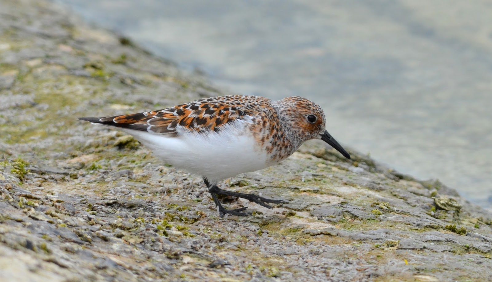 The Early Birder: Dunlin and Sanderling