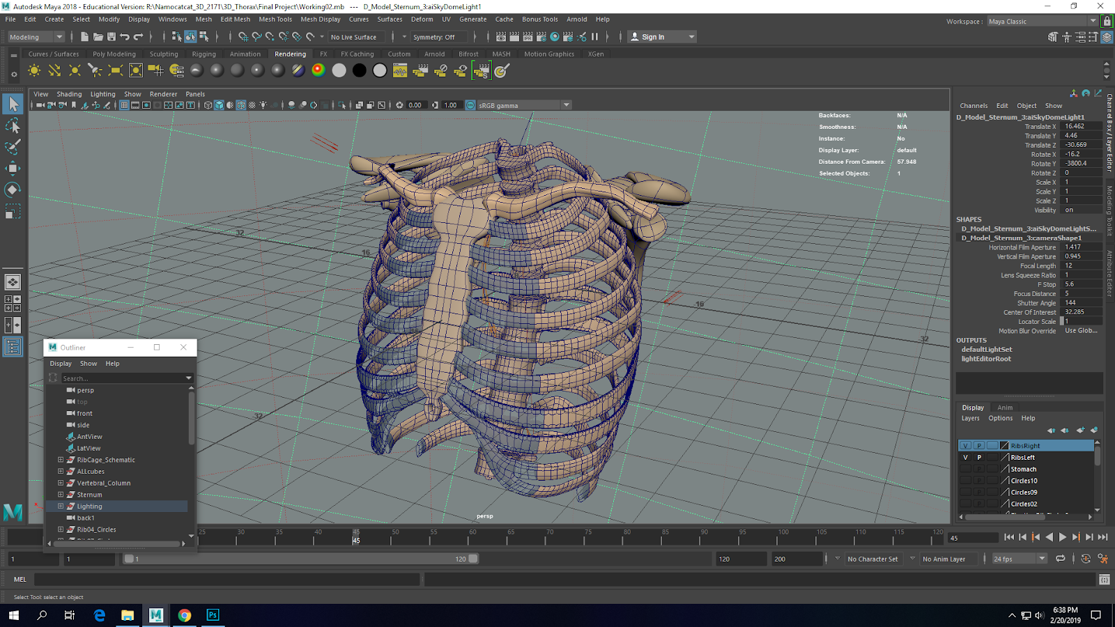 Art & Illustrations by Anne Therese J. Namocatcat: 3D Human Thorax
