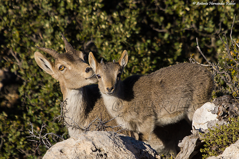 Fotografia de Vida Salvaje - Wildlife Photography: LA CABRA MONTÉS ...