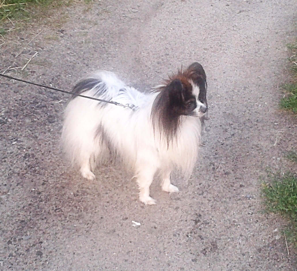 Si vis pacem, para bellum: Papillon czyli motylek w świecie psów...