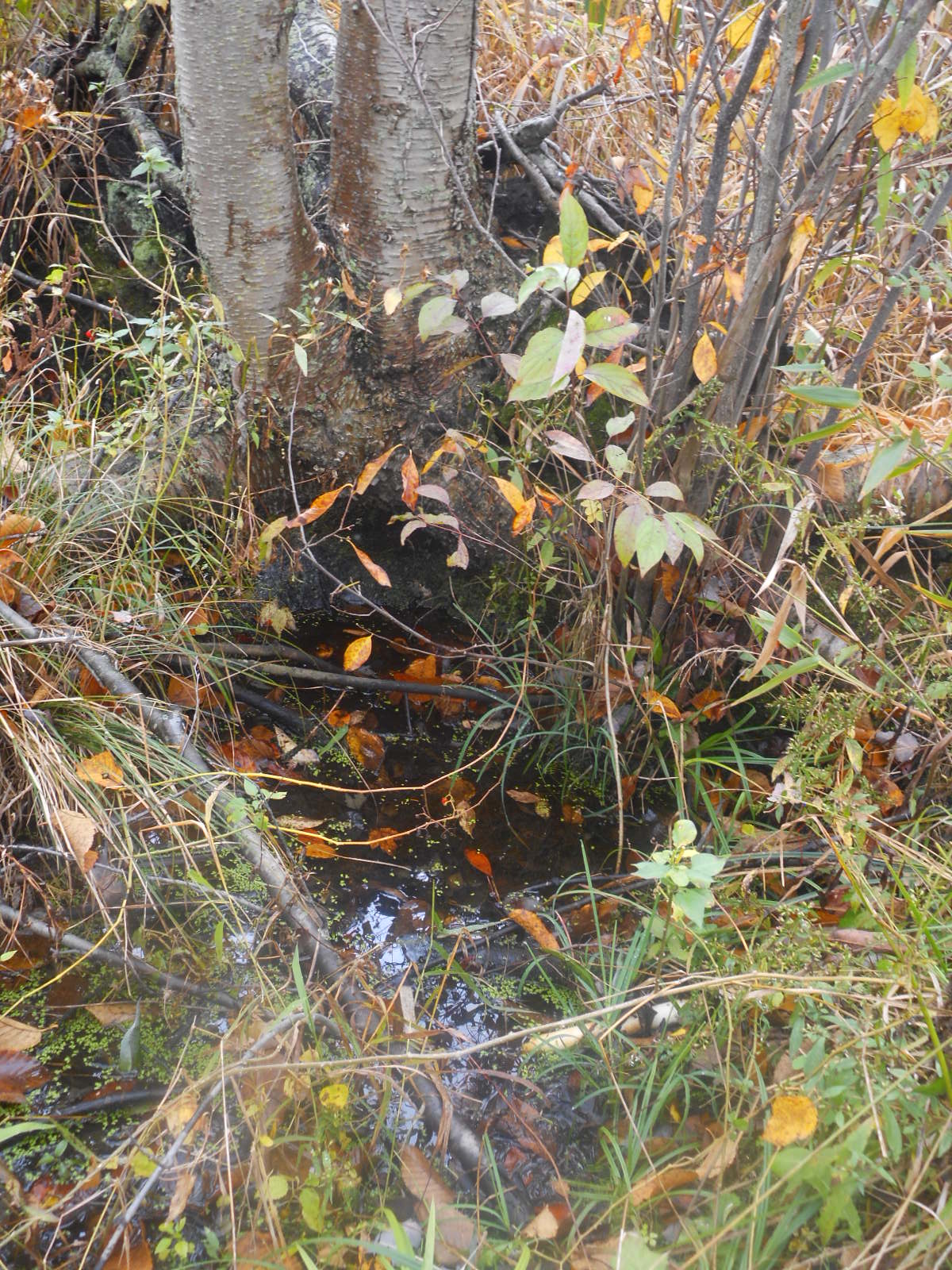Terri of the Trails: Cowles Bog Trail: Walking Part of the Great Marsh ...