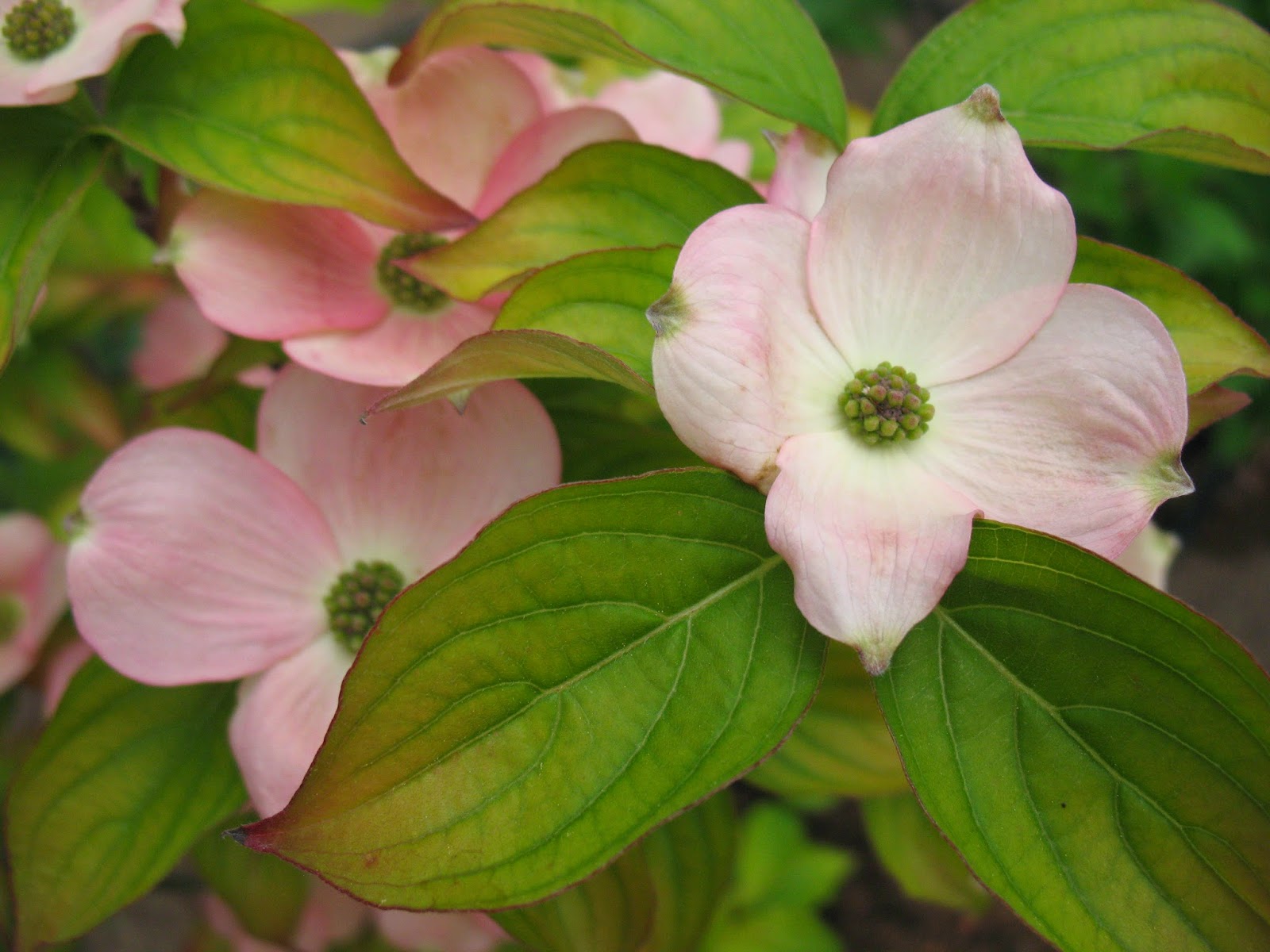 Roses du jardin Chêneland: Cornus rutgersensis "Stellar Pink"
