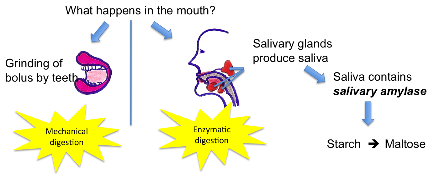 ¿Qué es la digestión?
