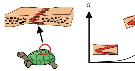 Biomimicry Selangor: The journey of a turtle: Bio-inspiration from ...