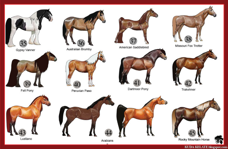 KUDA KELATE: Mengenali 68 Baka Kuda Seluruh Dunia