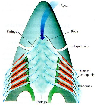 a tricolina biologa: Condrictes = condro= cartilagem; ictes= peixe