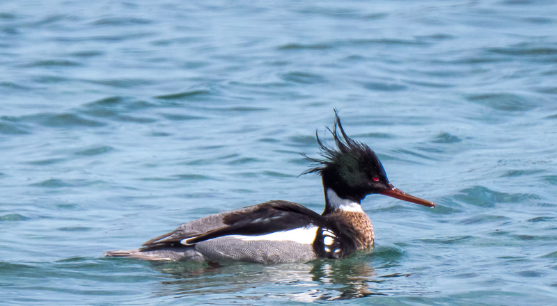 Karen Casebeer Photography: Diving Duck(s)