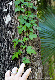 Phillip's Natural World: Florida's 4 Common Poisonous Plants