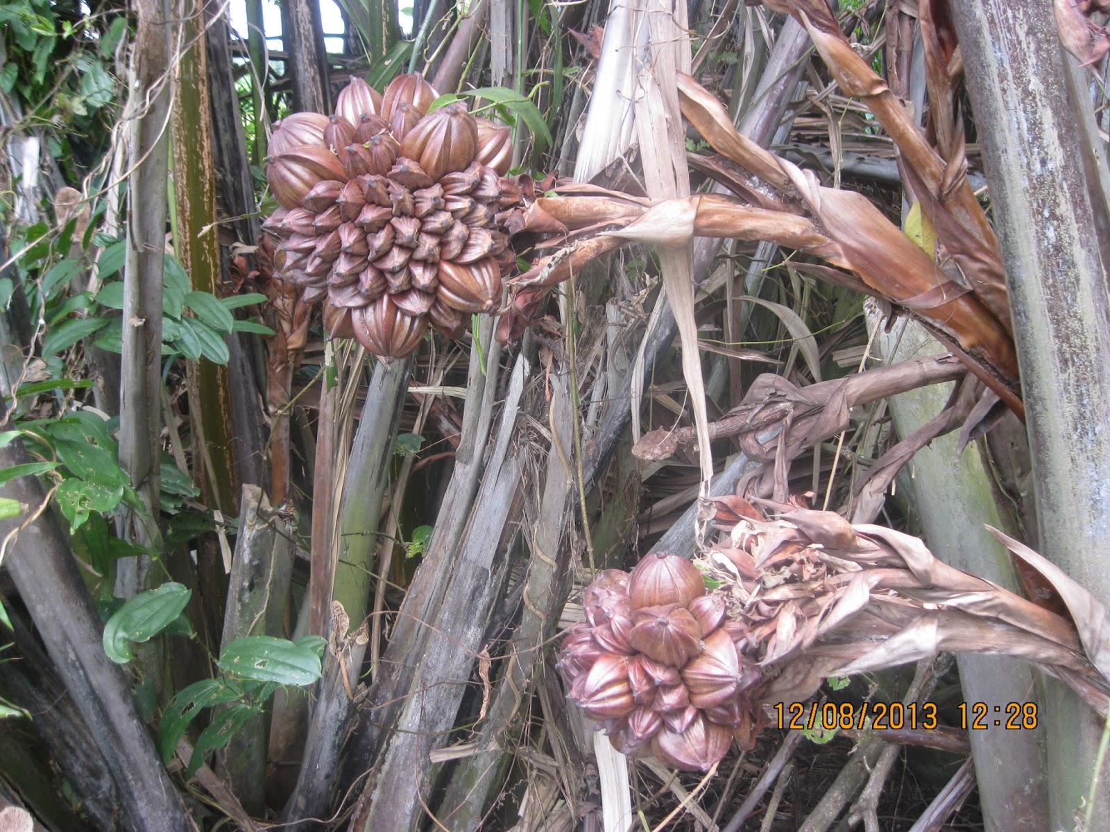 Nukilan dan Cetusan Rasa: Nipah: Spesis yang dilupakan