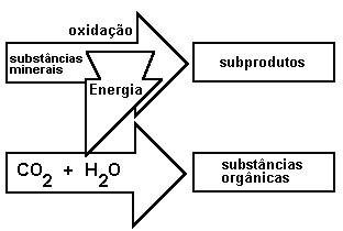 BIOLU: QUIMIOSSÍNTESE