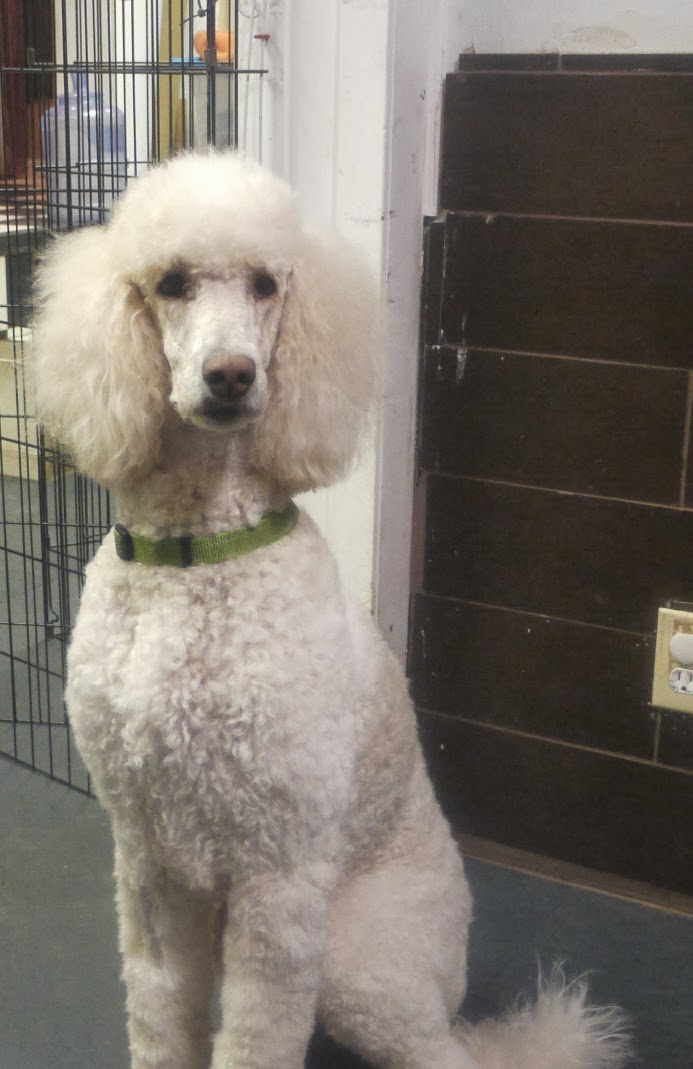 Cream Standard Poodle