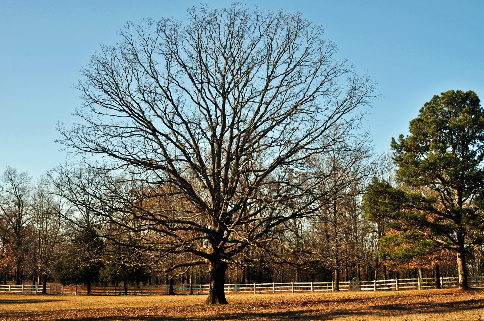 creative confetti: 2011