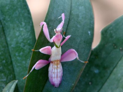 Funny World: Amazing Insects Look Like Flowers